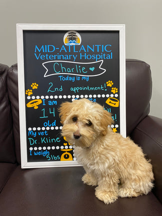 Veterinary First Visit Chalkboard - Vet Visit Chalkboard - Pets First ...